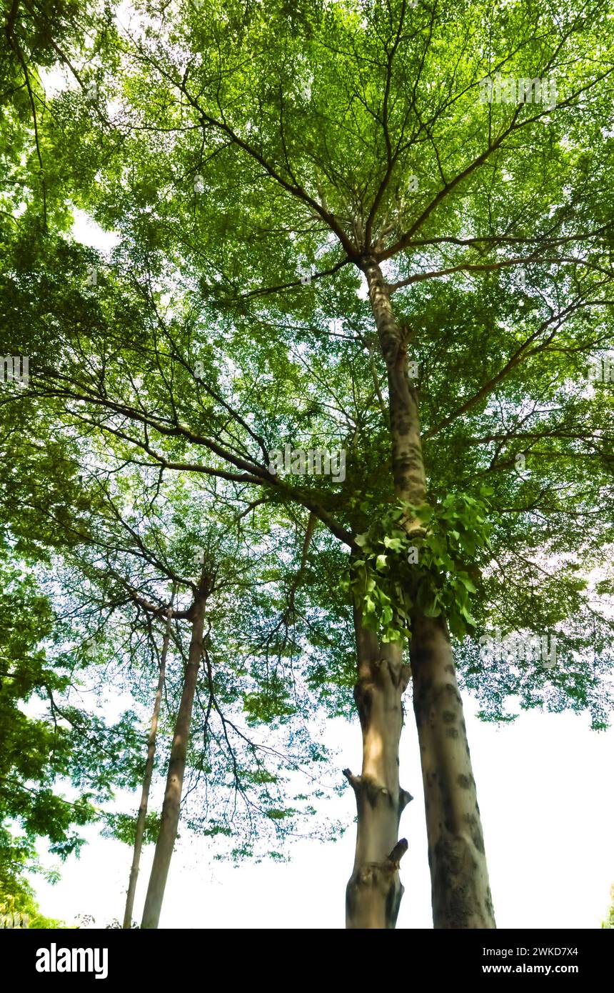 The rain tree or Samanea saman towers against the sky in the background ...