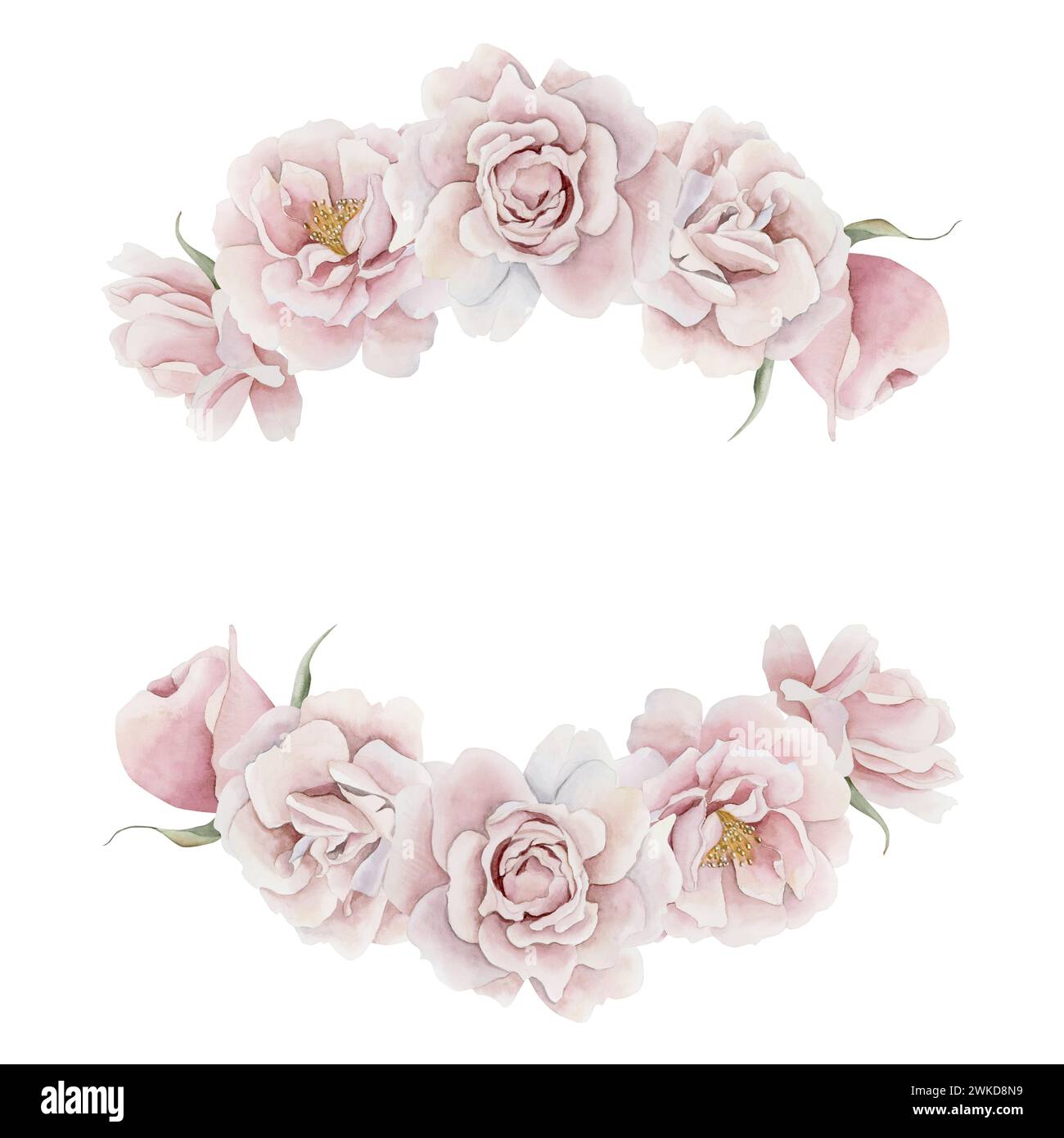 Composition of pink rose hip flowers. Victorian style rose. Floral ...