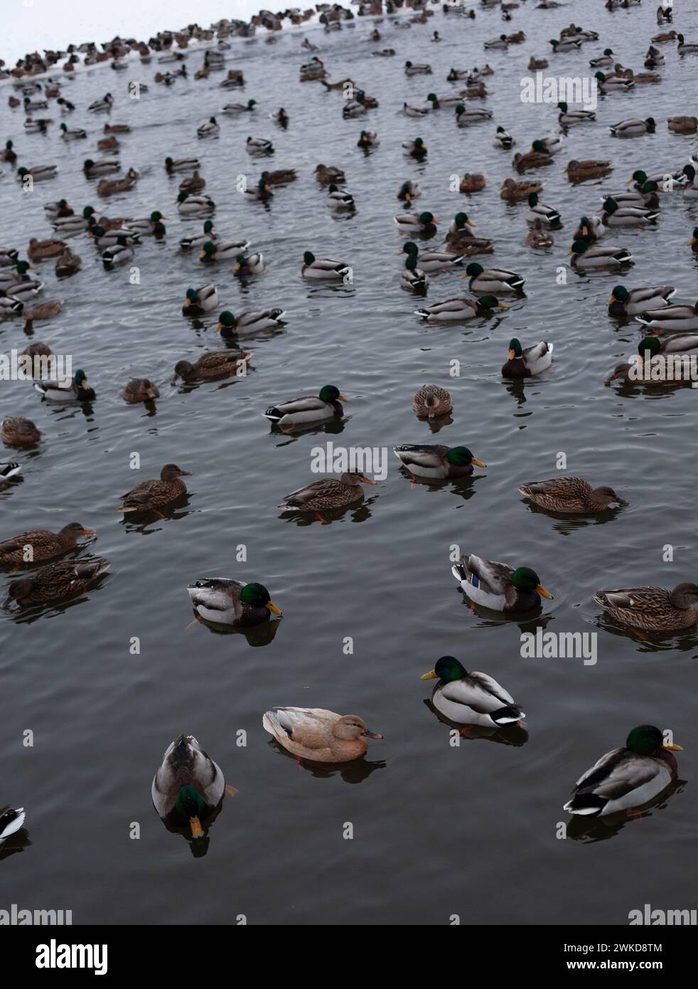 A serene scene of ducks floating peacefully on a calm body of water ...