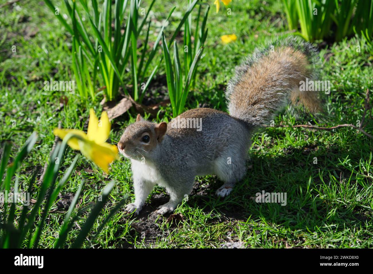 A squirrel in the grass with yellow flowers in the sunlight Stock Photo ...