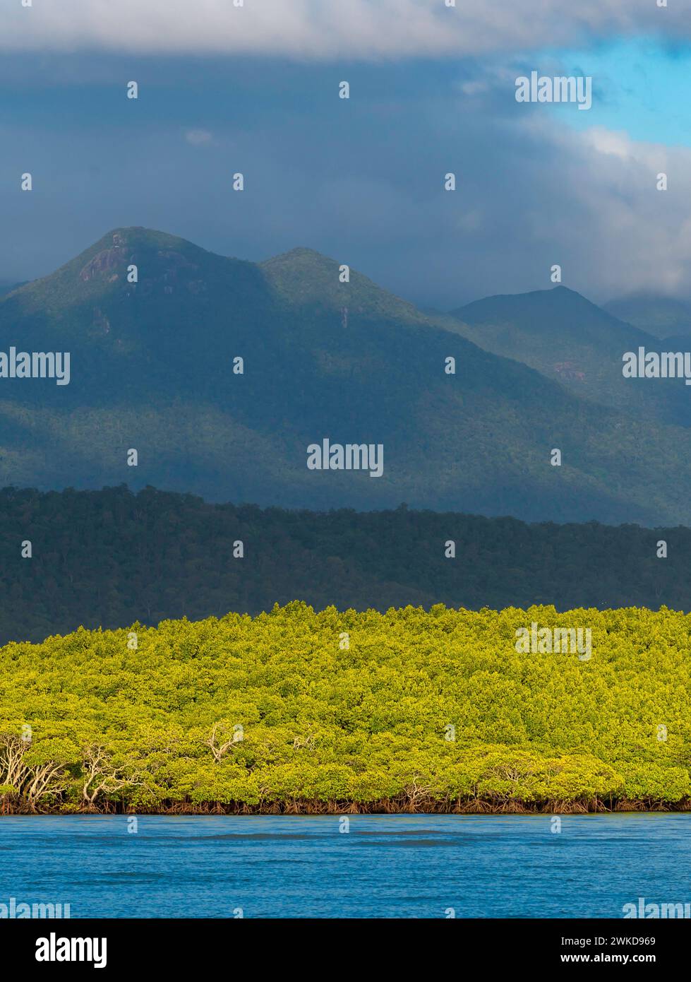 Red mangroves rhizophora stylosa hi-res stock photography and images ...