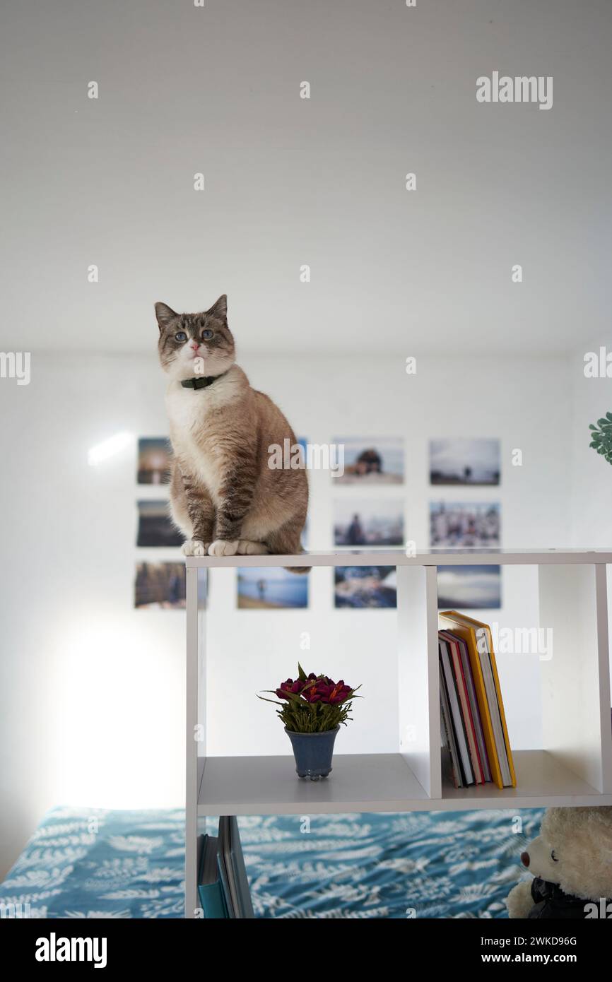 Siamese/Thai cat sits on a white shelf divides the room into two parts ...