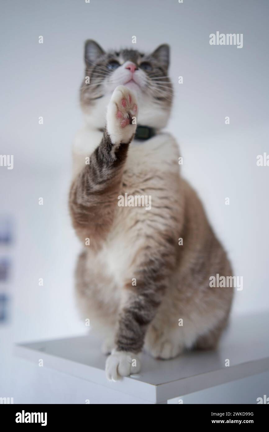 Siamese connection hi-res stock photography and images - Alamy