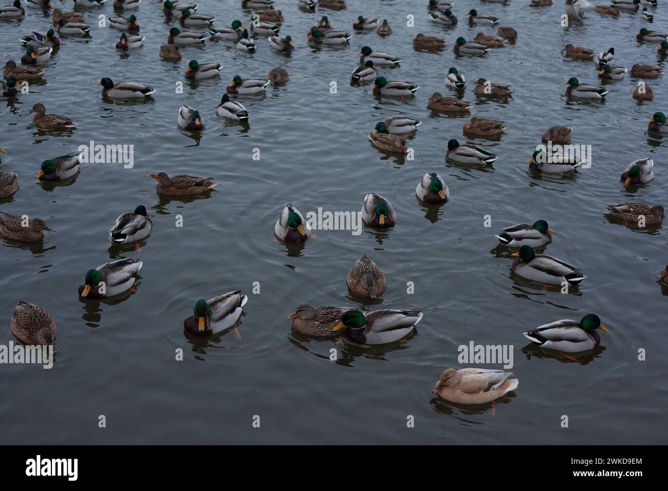 A serene scene of ducks floating peacefully on a calm body of water ...