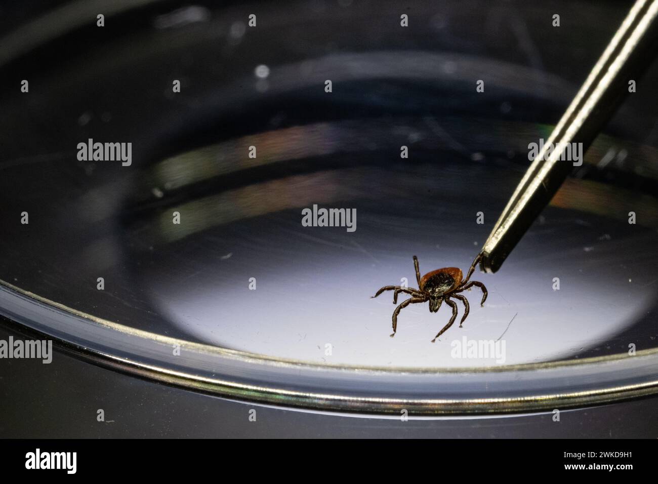 Common infectious diseases hi-res stock photography and images - Alamy