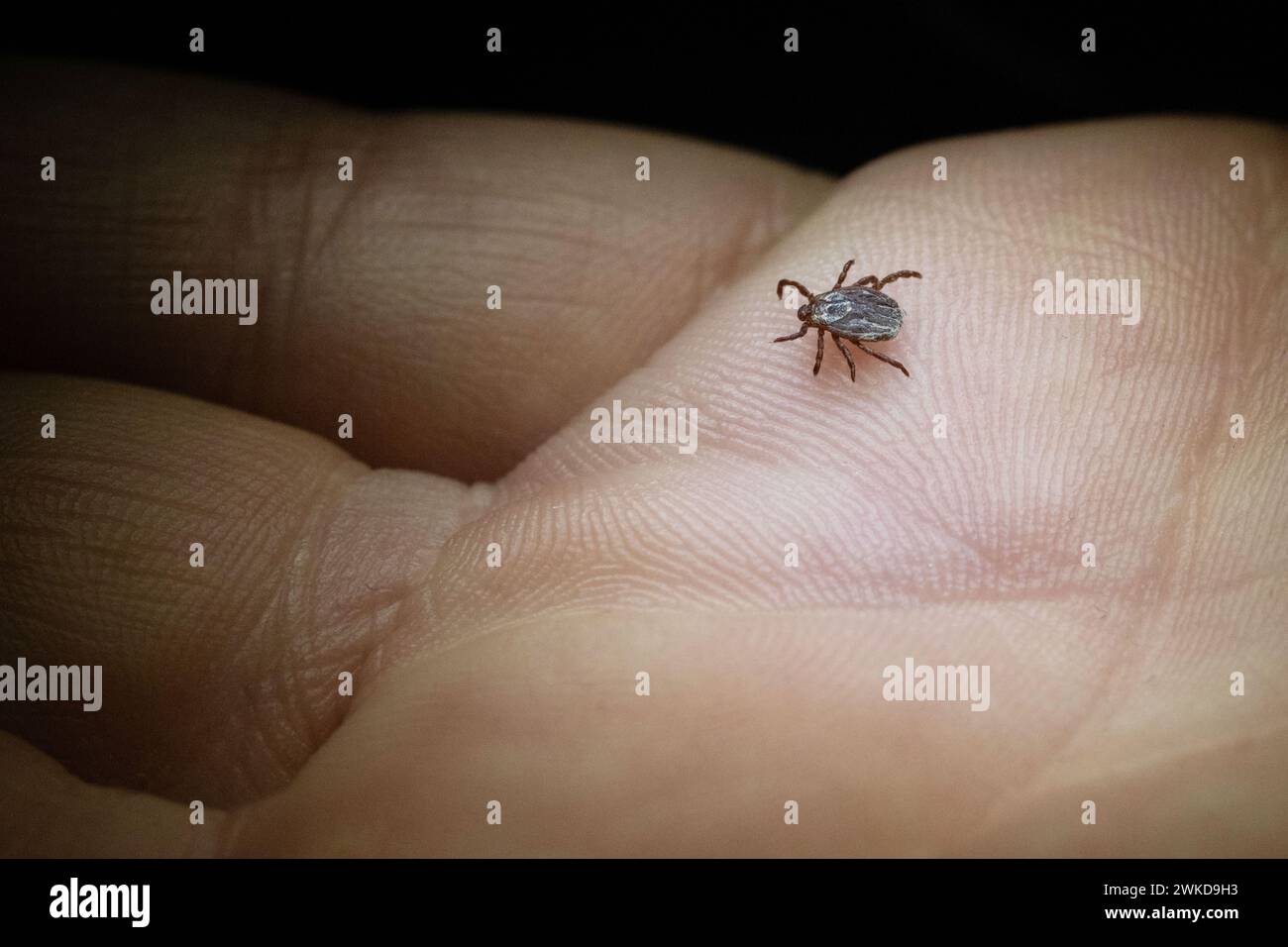 Tick dermacentor reticulatus hi-res stock photography and images - Alamy
