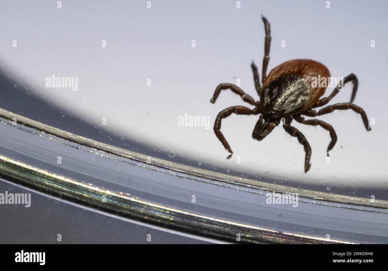 Tick under microscope hi-res stock photography and images - Alamy