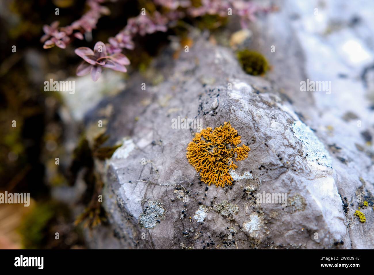 White fungi hi-res stock photography and images - Alamy