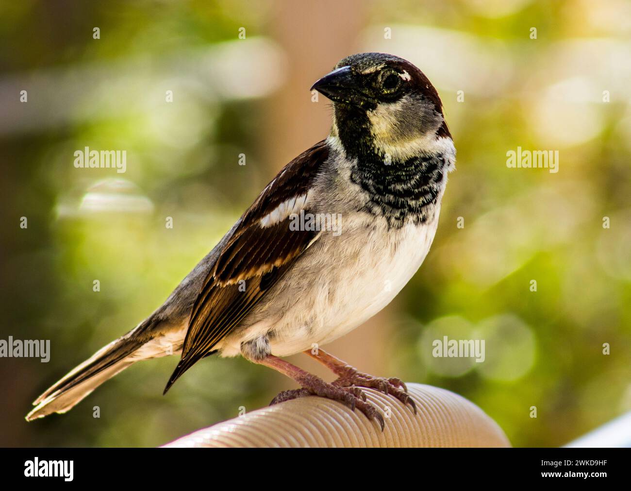 Bird Portrait Wallpaper Stock Photo - Alamy