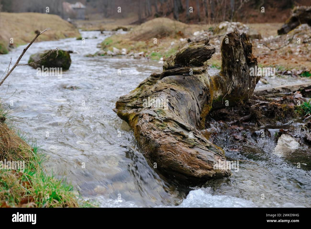 A stream winds through a parched landscape with lifeless grass and logs ...