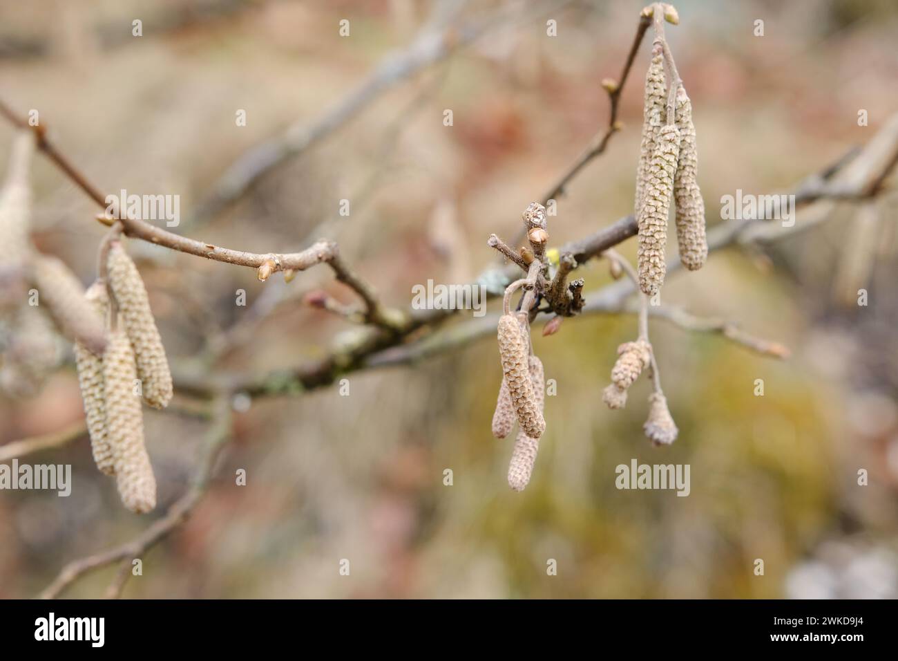 Catkins and leaves hi-res stock photography and images - Alamy