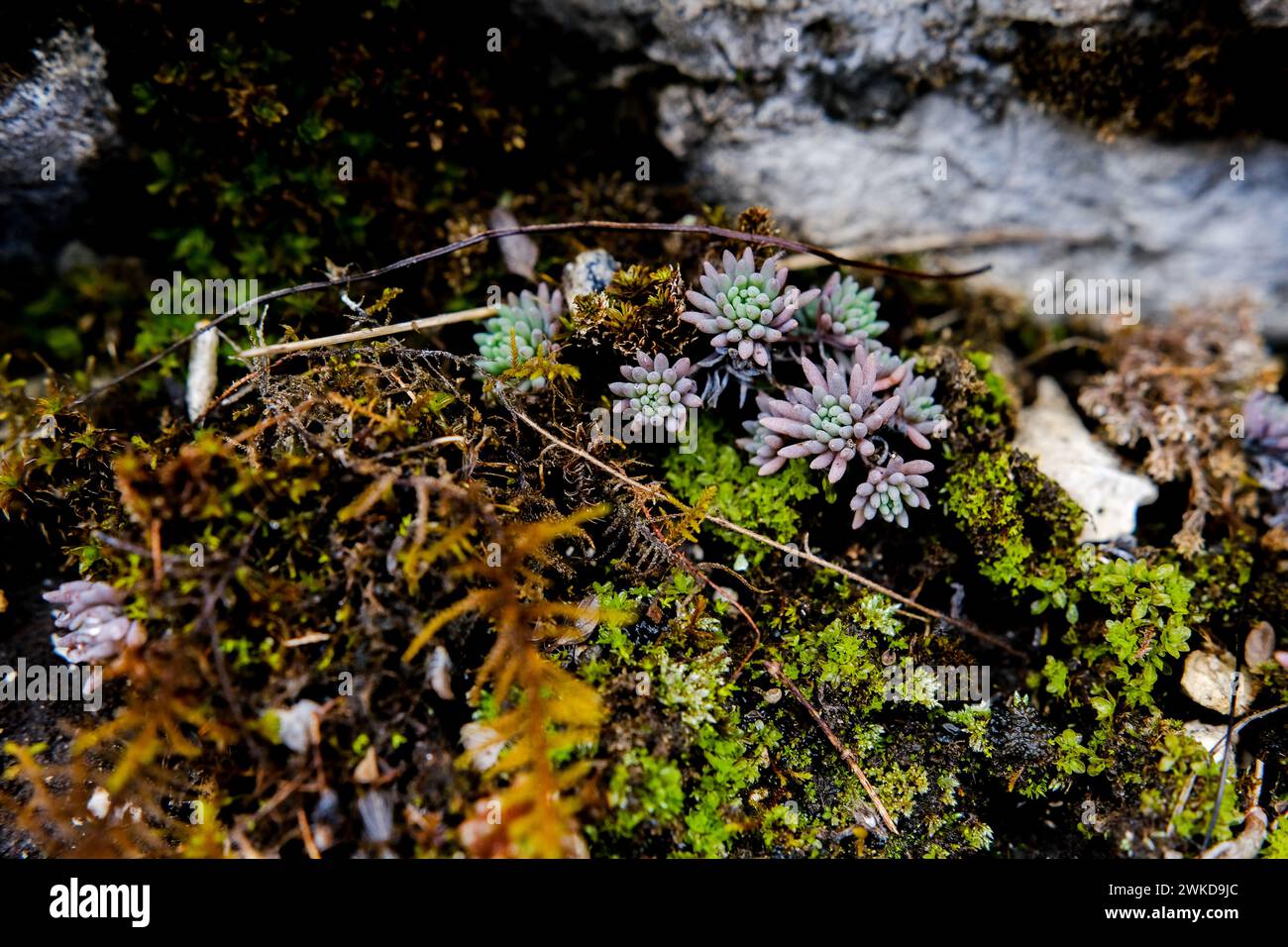 Lush foliage on shrubs hi-res stock photography and images - Alamy