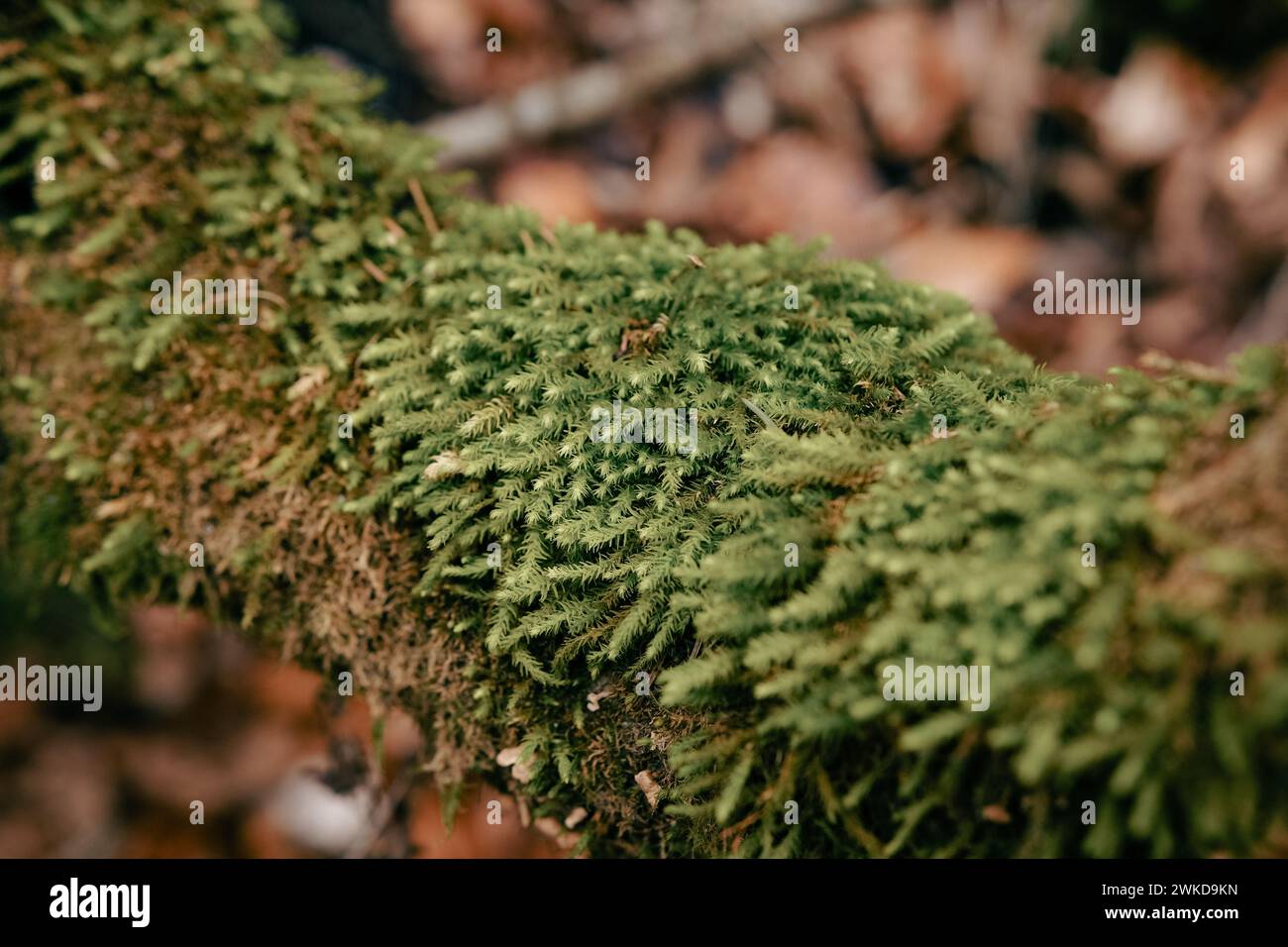 Woodland flora moss nature hi-res stock photography and images - Alamy
