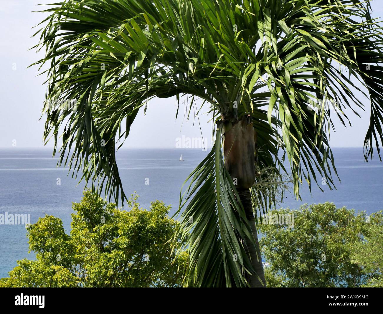 palm tree and the ocean, caribbean dream Stock Photo - Alamy
