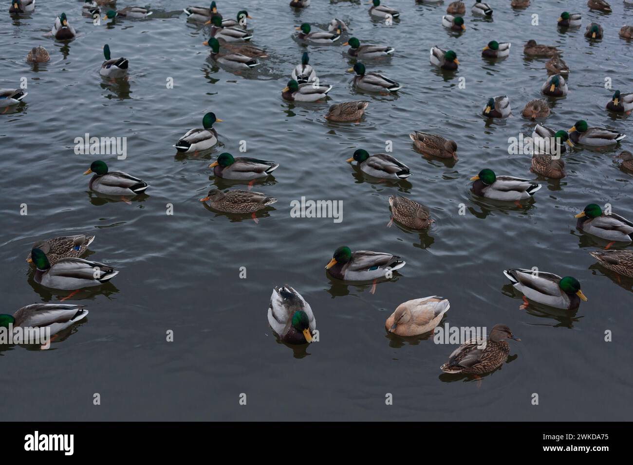 A serene scene of ducks floating peacefully on a calm body of water ...