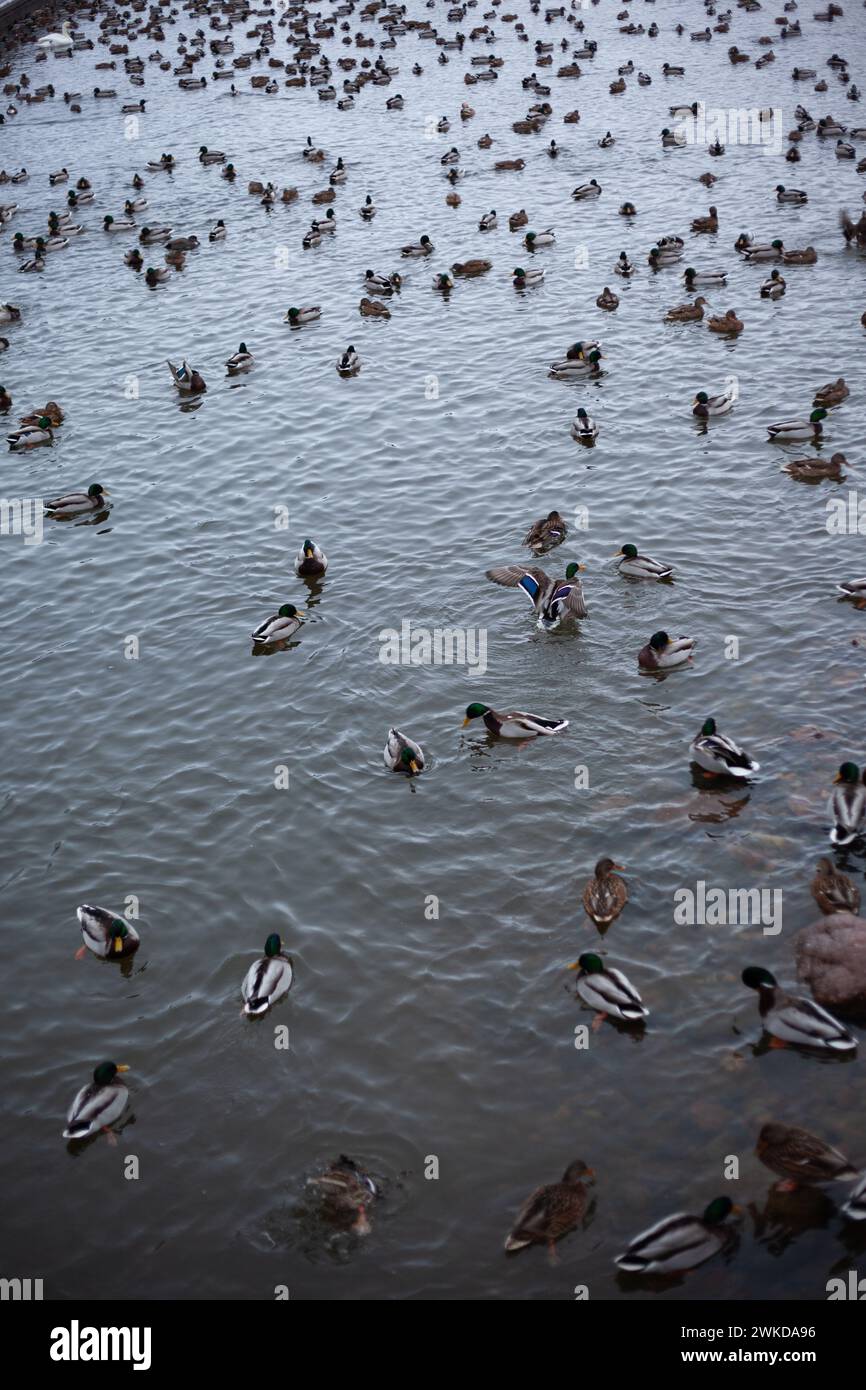 A serene scene of ducks floating peacefully on a calm body of water ...
