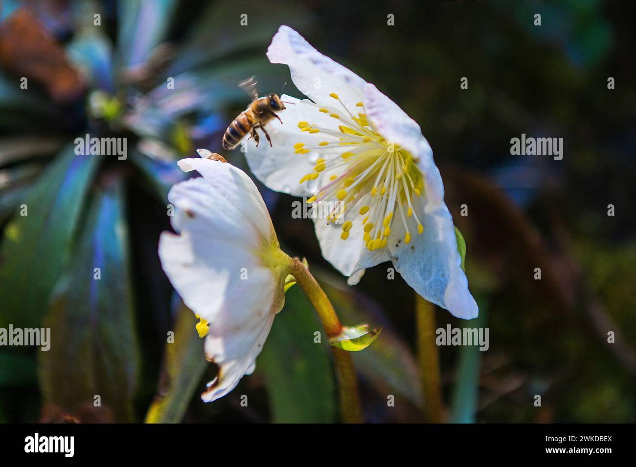 Brno, Czech Republic. 17th Feb, 2024. The first spring flowers appear ...