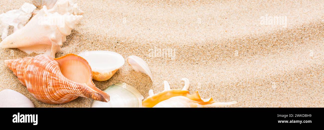 Seashell on the beach. Summer background with hot sand, for banner ...