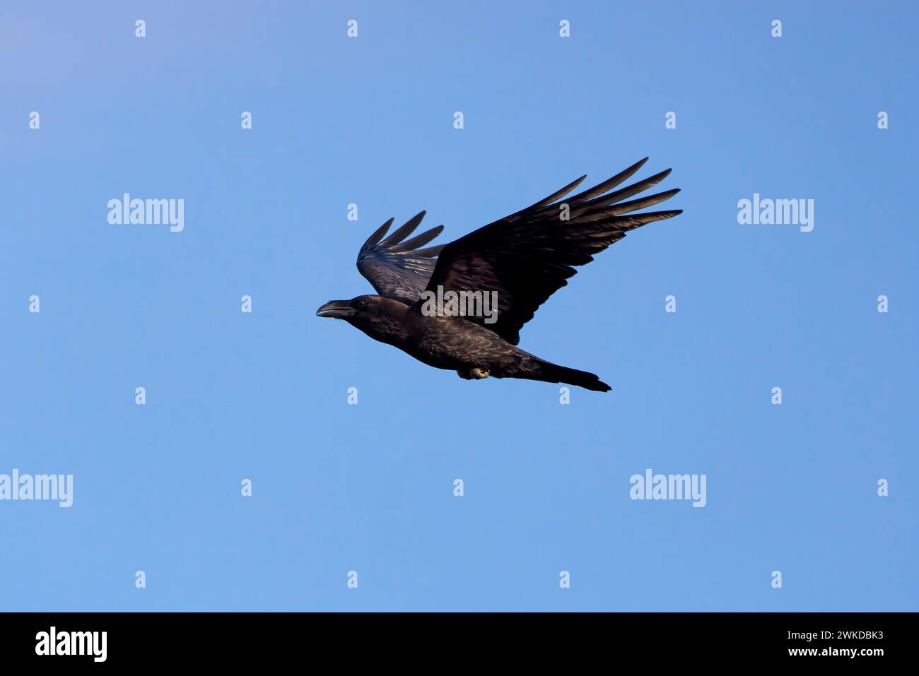 a crow flying in the blue sky Stock Photo - Alamy