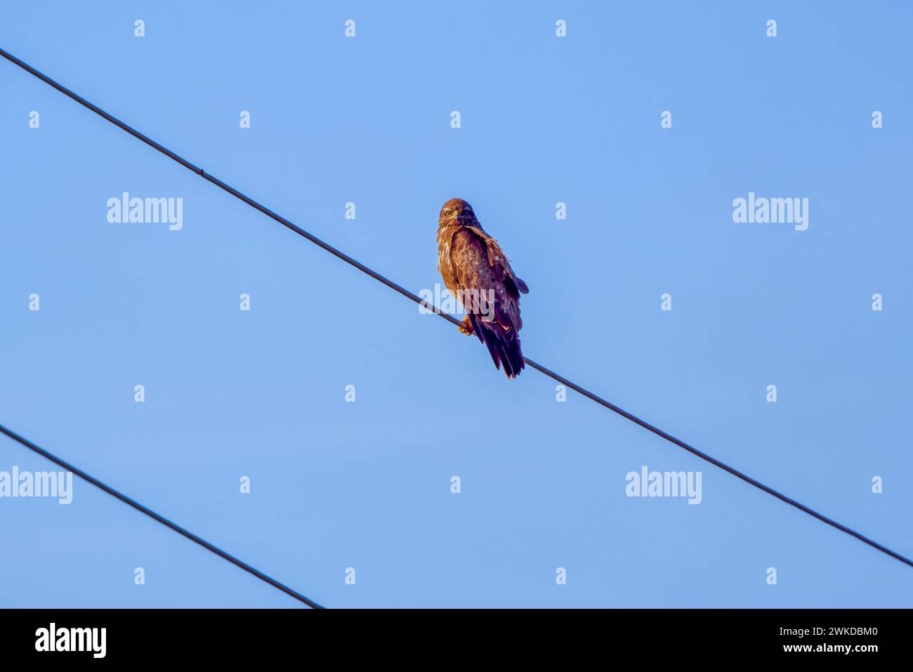 an eagle on a power cable seen from below Stock Photo - Alamy