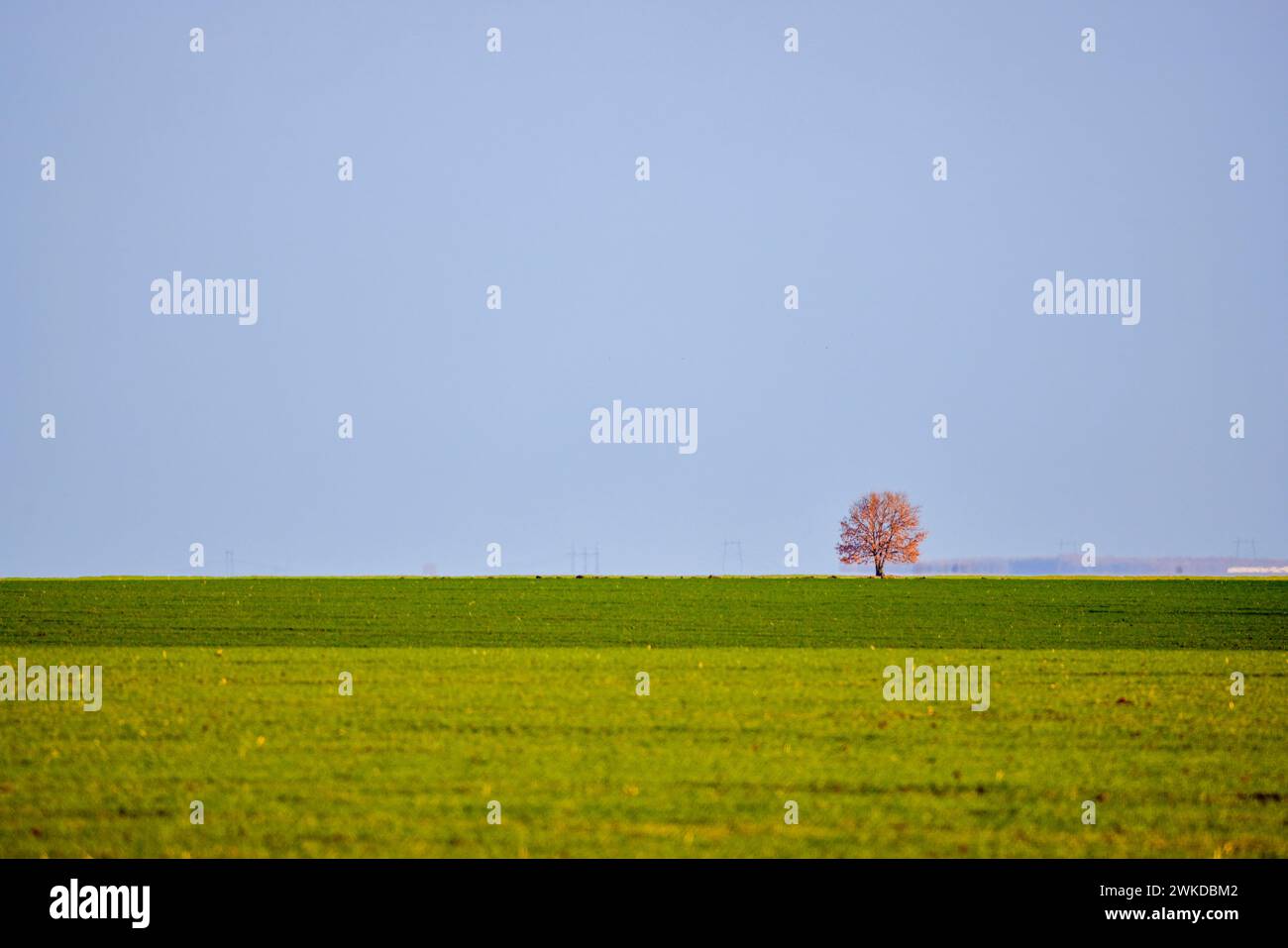 early spring landscape with a green agricultural field Stock Photo - Alamy
