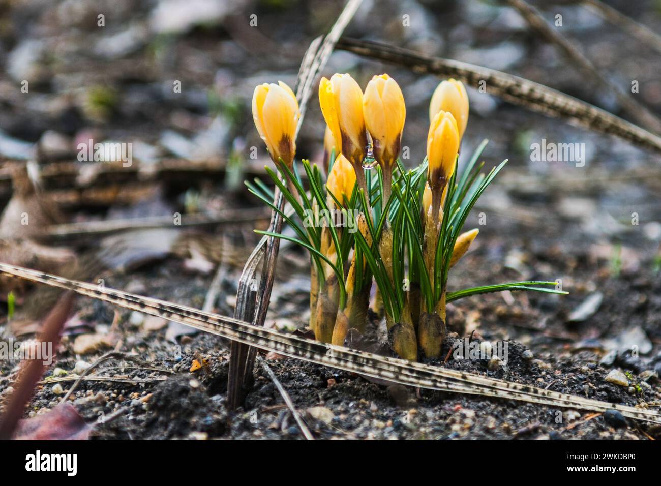 Brno, Czech Republic. 17th Feb, 2024. The first spring flowers appear ...