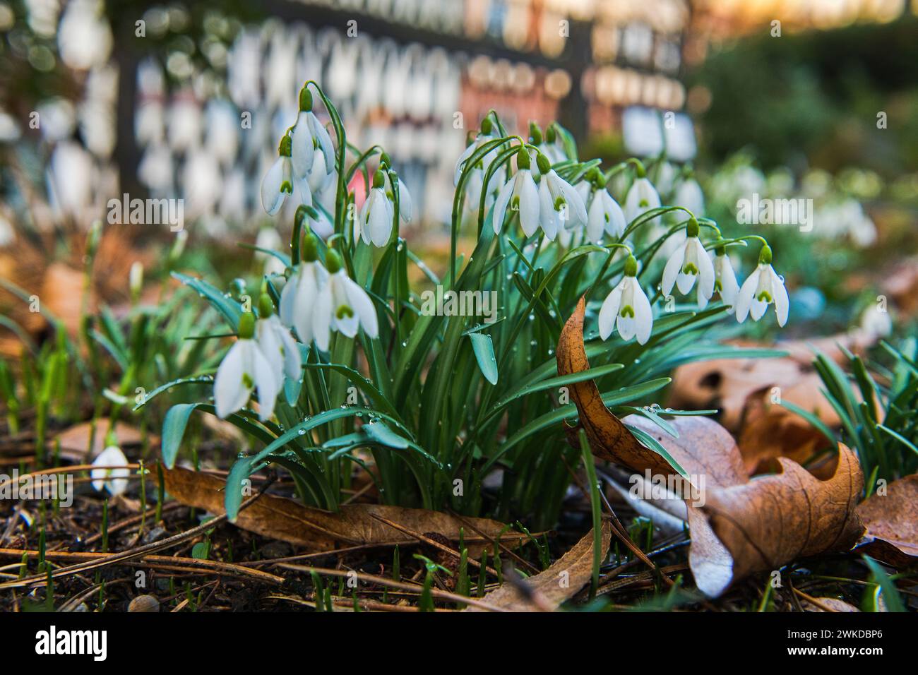 Brno, Czech Republic. 17th Feb, 2024. The first spring flowers appear ...