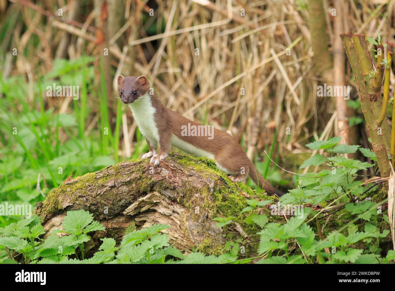 Vector illustration stoat ermine hi-res stock photography and images ...