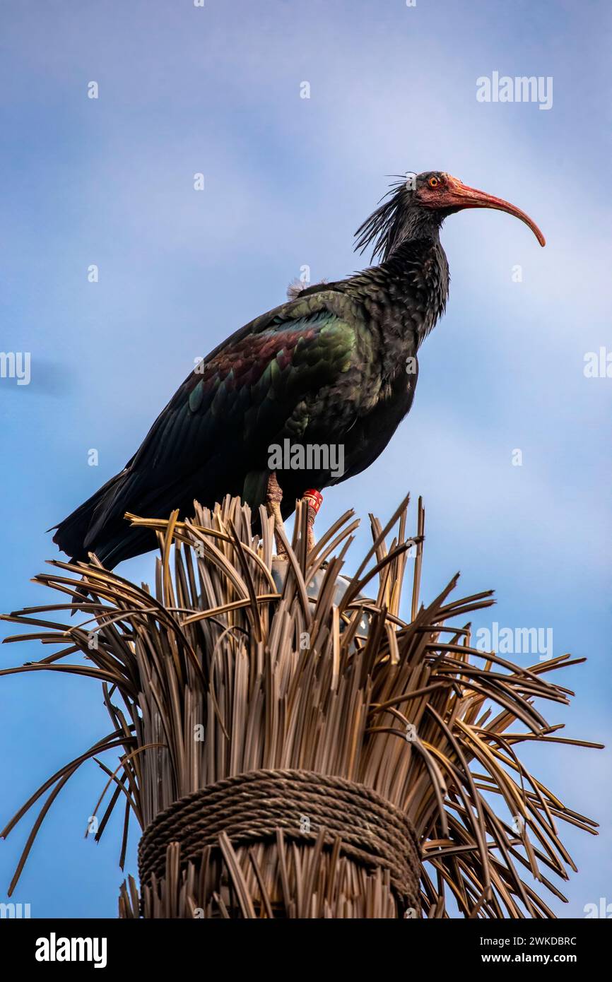 Northern bald ibis stands alone. The plumage is black, with bronze ...