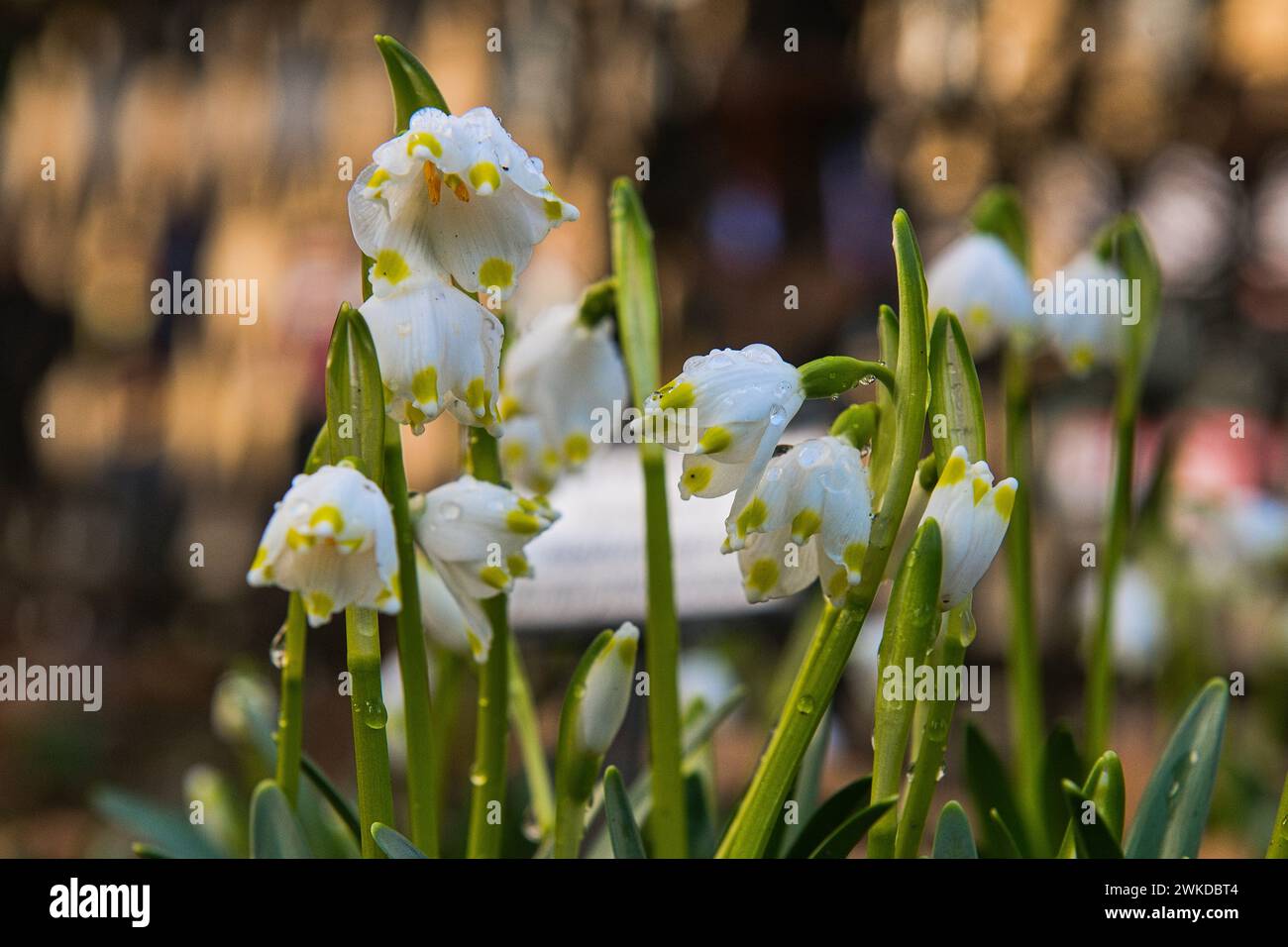The first spring flowers appear in the Botanical Garden of the Faculty ...