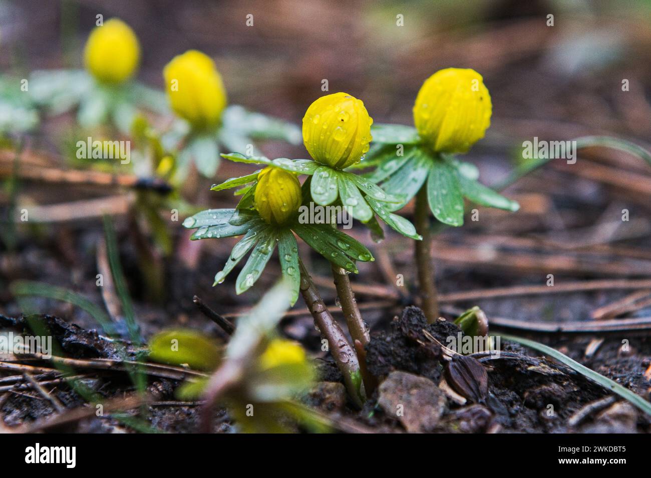 Brno, Czech Republic. 17th Feb, 2024. The first spring flowers appear ...