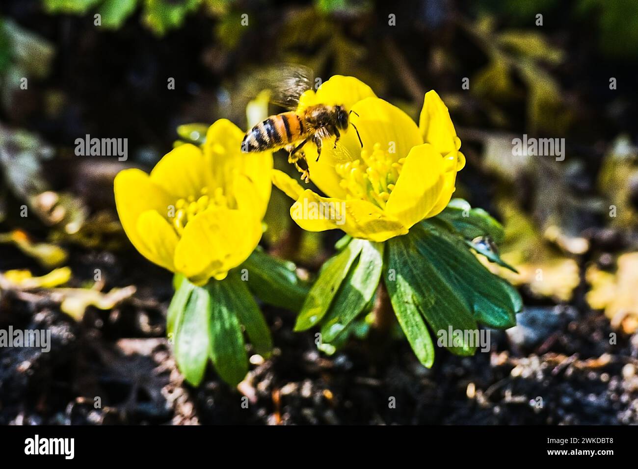 Brno, Czech Republic. 17th Feb, 2024. The first spring flowers appear ...
