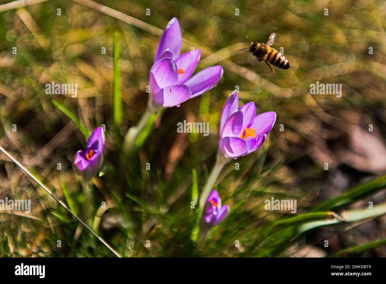 Brno, Czech Republic. 17th Feb, 2024. The first spring flowers appear ...