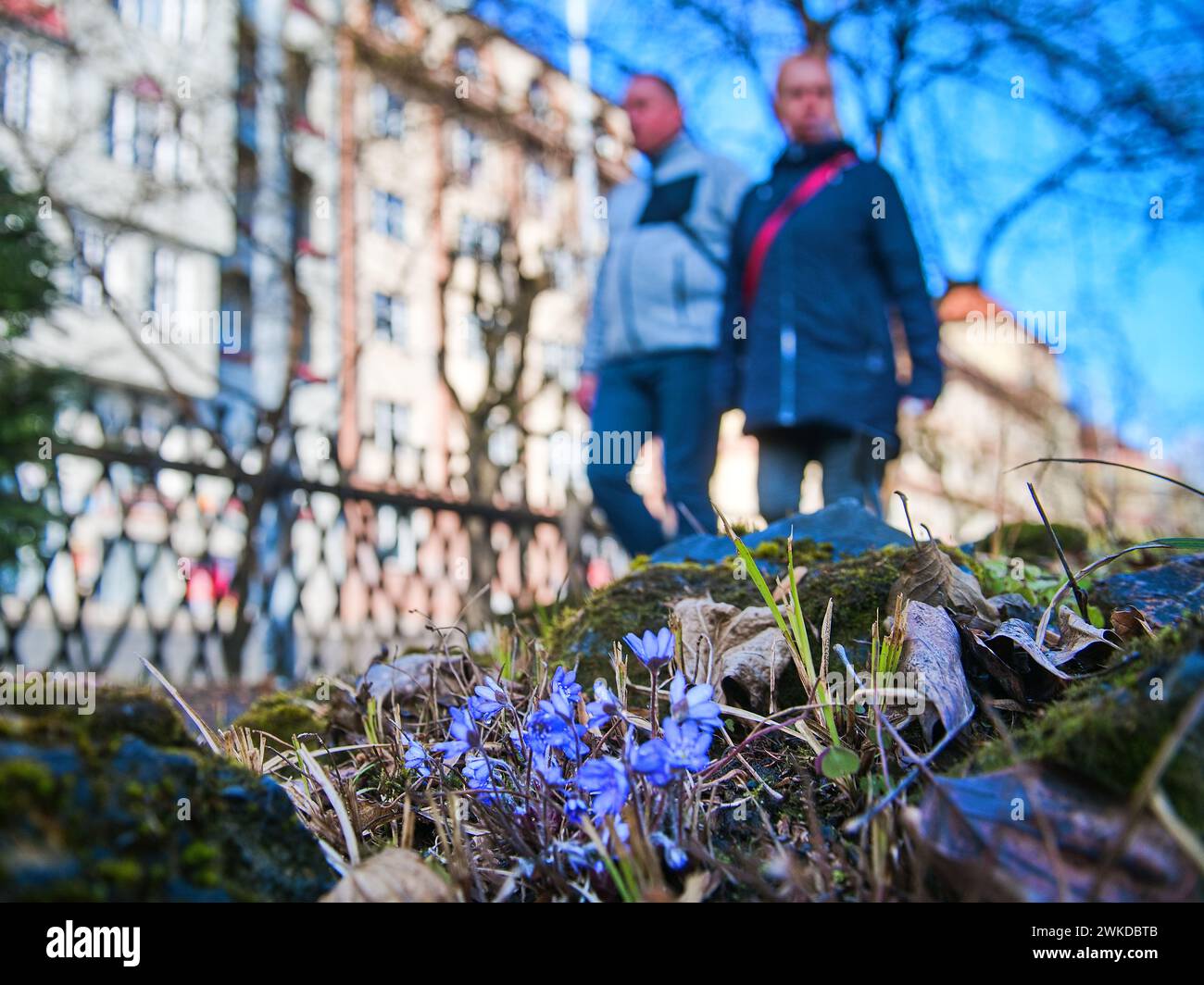 Brno, Czech Republic. 17th Feb, 2024. The first spring flowers appear ...