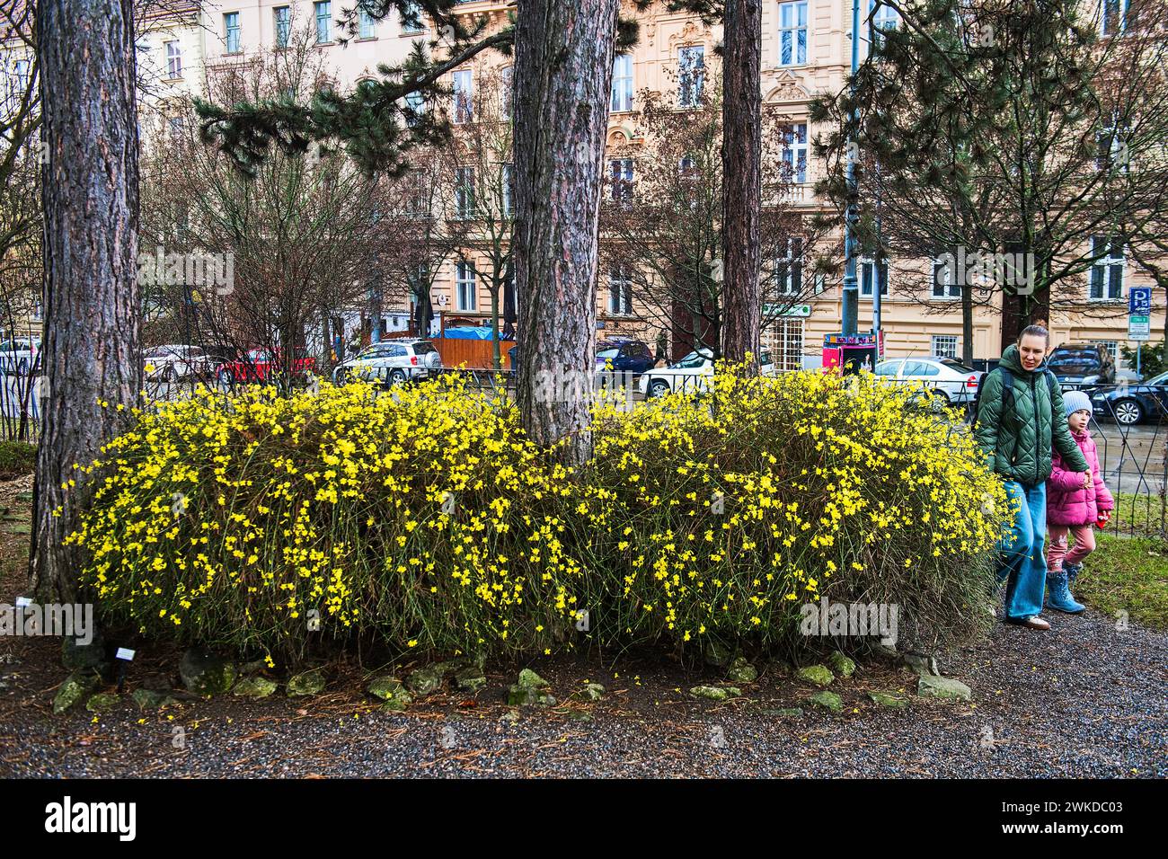 Brno, Czech Republic. 17th Feb, 2024. The first spring flowers appear ...