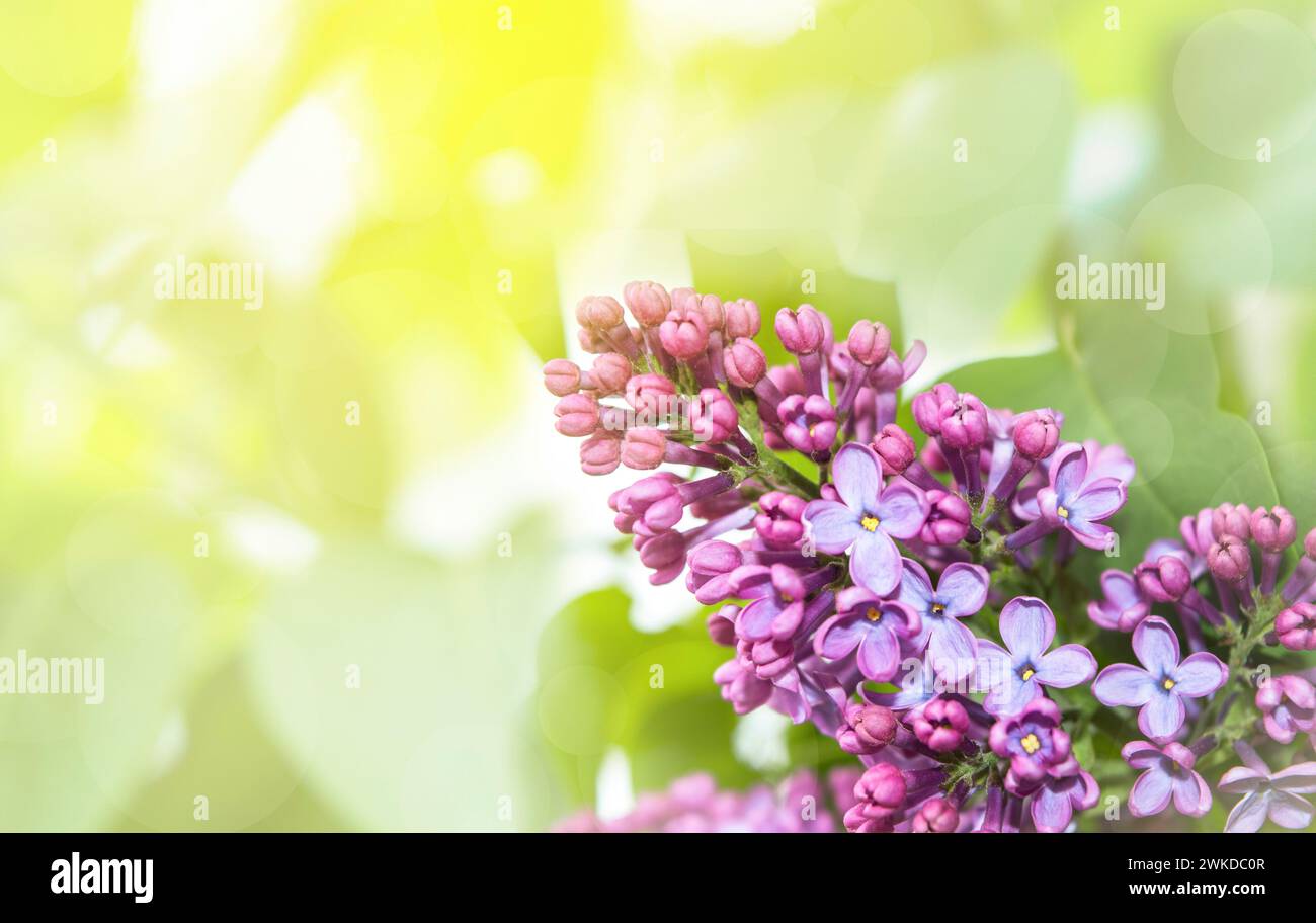 Bright blooms of spring lilacs bush in garden. Spring pink lilac ...