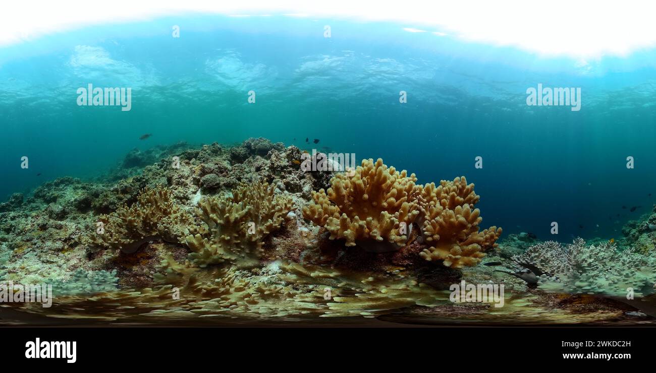 Beautiful underwater scene and hard coral reef with fishes. Undersea ...