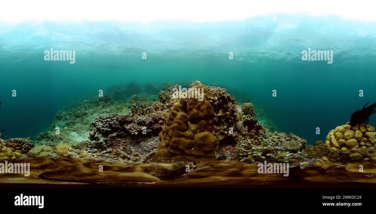 Coral reefs under the sea. Underwater world with coral reef and ...
