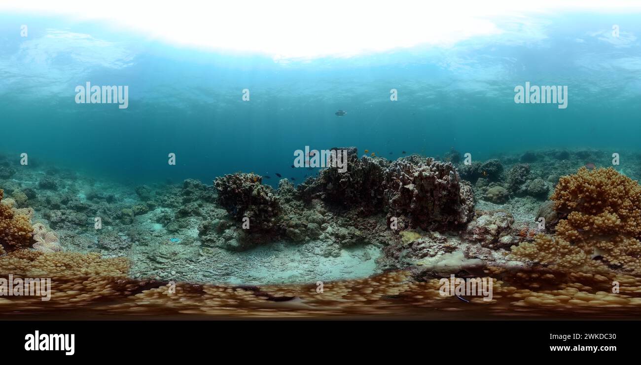 Coral reef and tropical fish under the sea floor. Underwater world ...