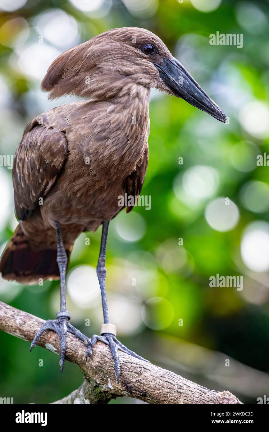 The hamerkop is a medium-sized wading bird with brown plumage. The ...