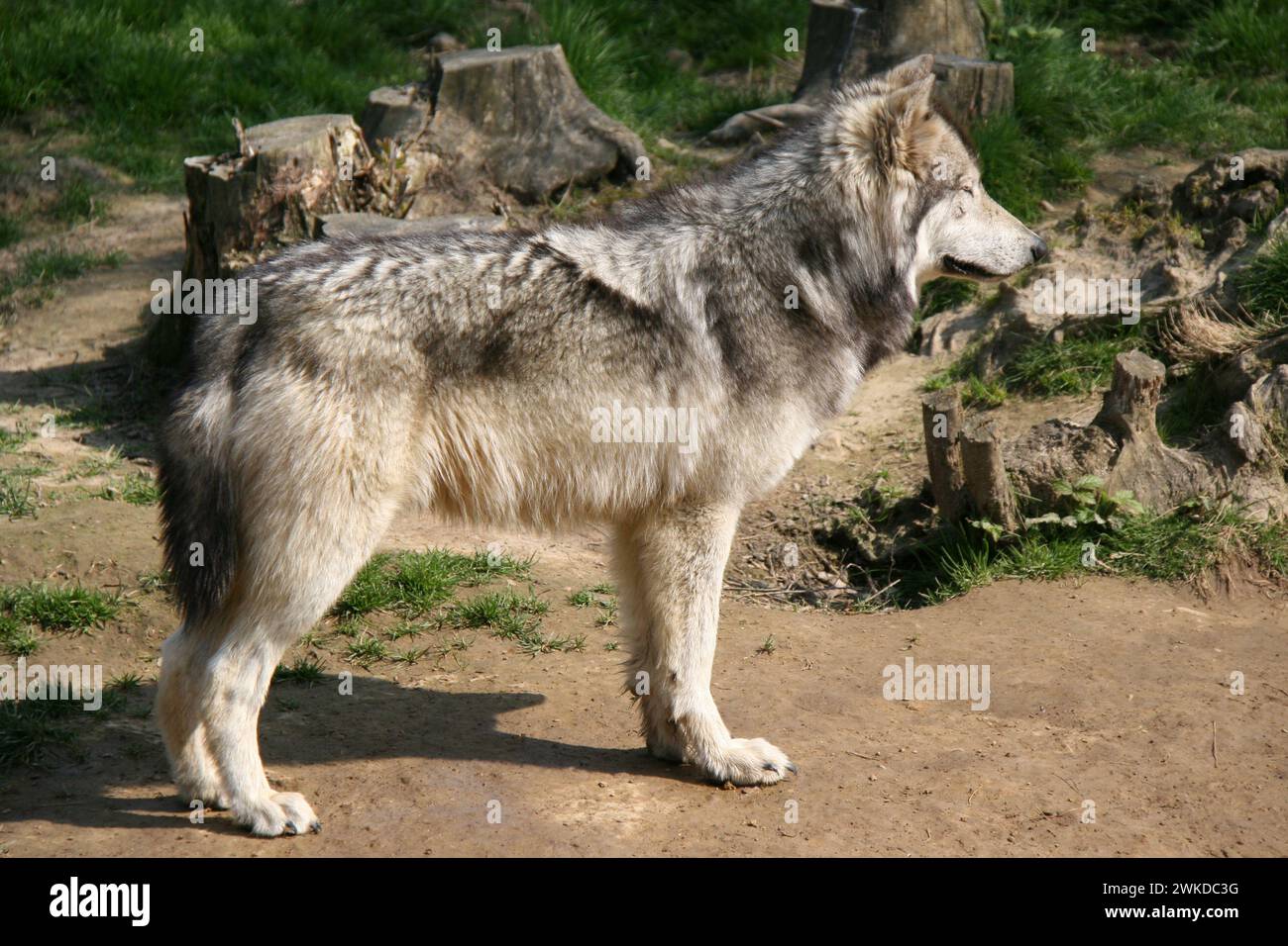 northwestern wolf in a zoo in france Stock Photo - Alamy