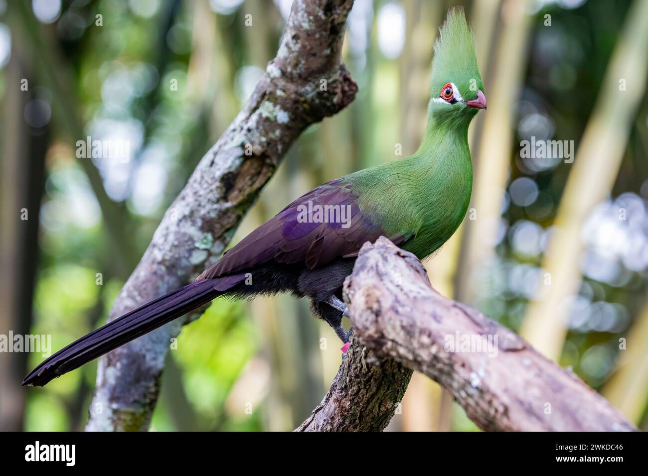 The Guinea turaco (Tauraco persa) is a group of African otidimorph ...