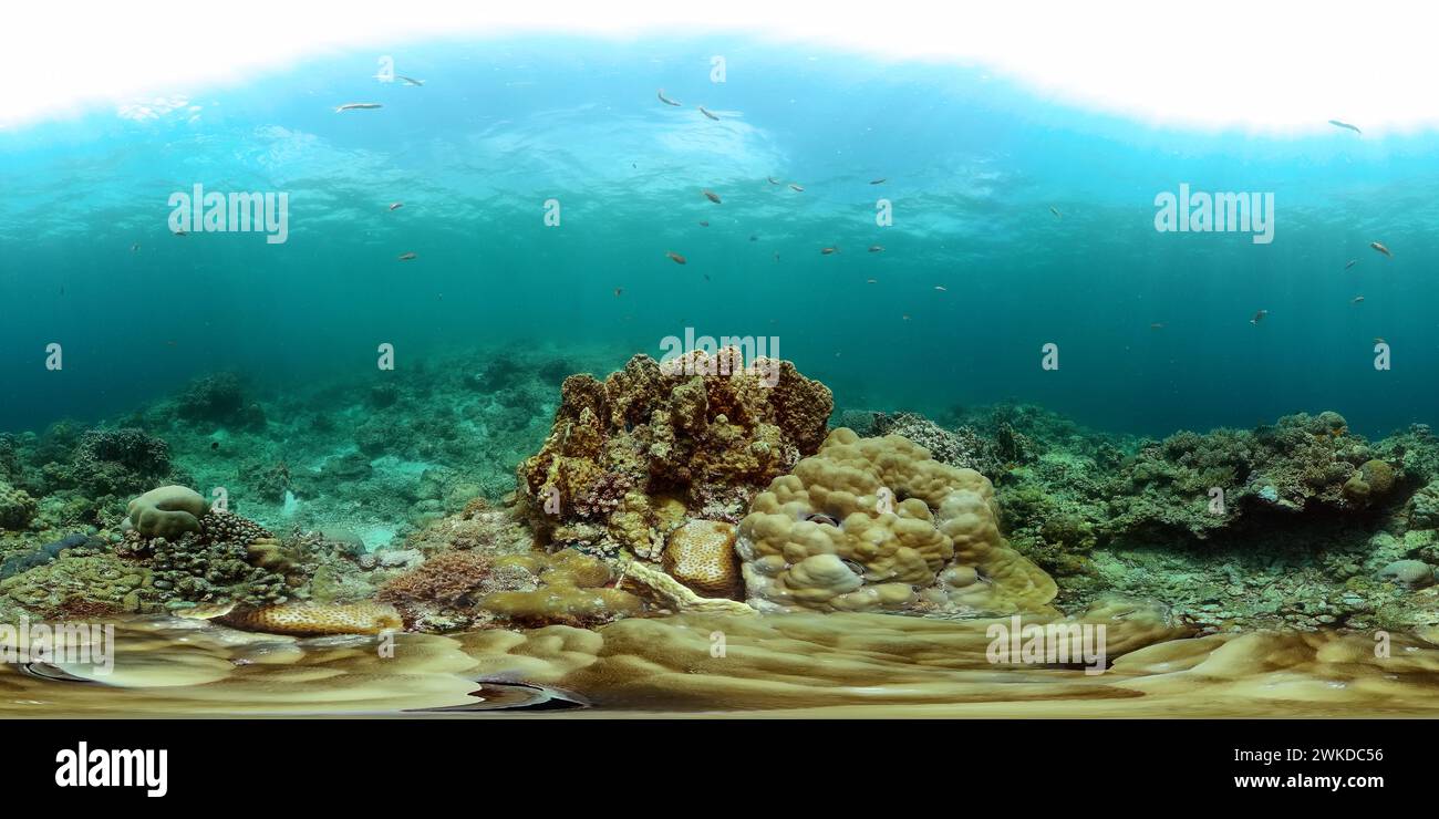 Underwater landscape with tropical fish and stony coral reefs. 360 ...