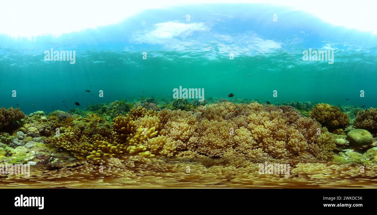 Coral reef and fish underwater world. Diving and snorkeling scene ...