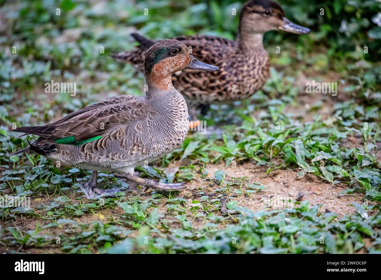 The Eurasian teal (Anas crecca) is a common and widespread duck that ...