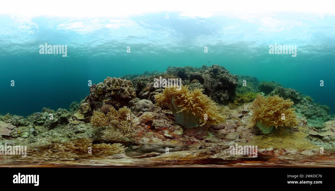 Underwater world scenery of tropical fish and corals. Marine life ...
