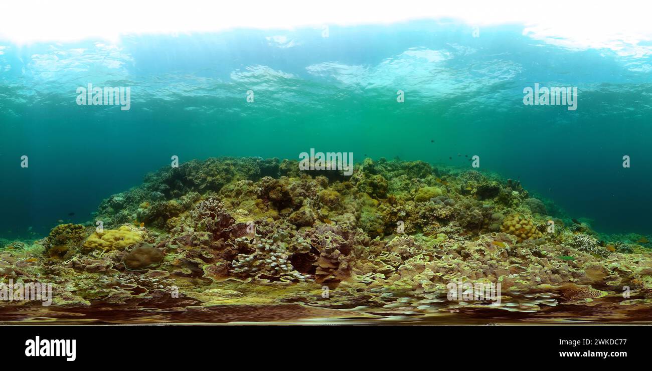 Coral underwater landscape. Tropical fish and coral reefs under the sea ...