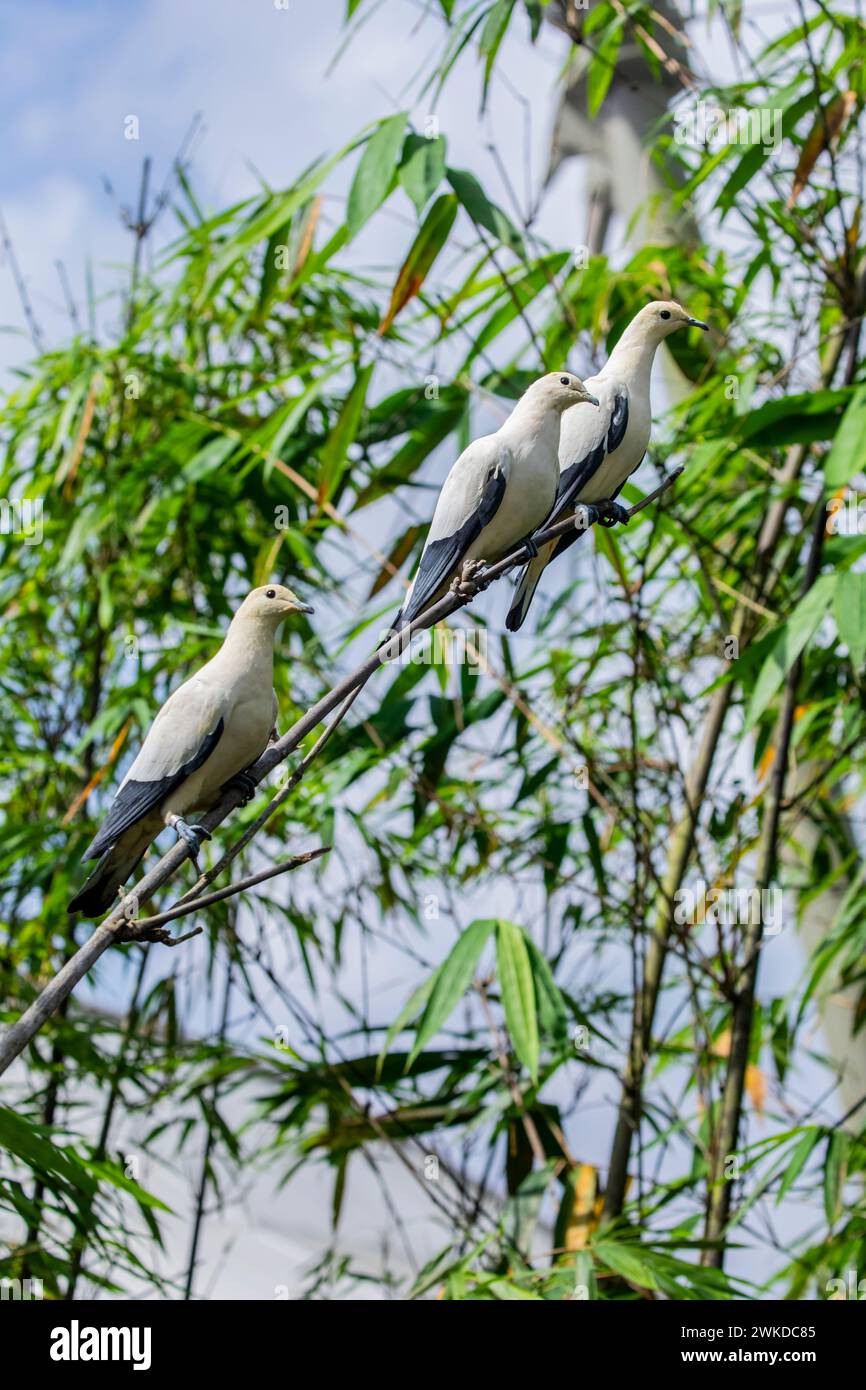 a Pied imperial pigeon (Ducula bicolor) stands on the branch. It is a ...