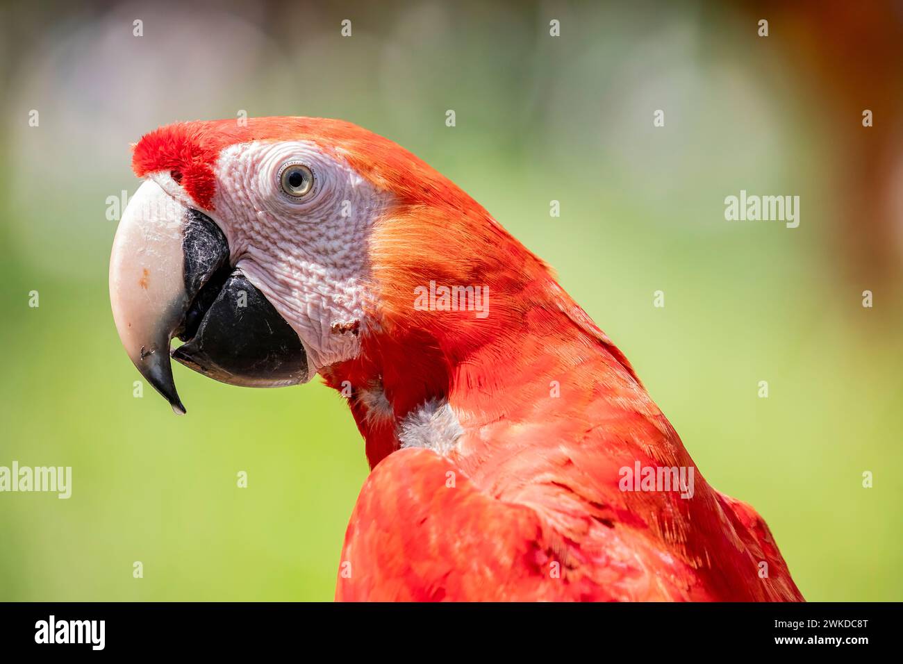 The scarlet macaw (Ara macao) is a large yellow, red and blue ...