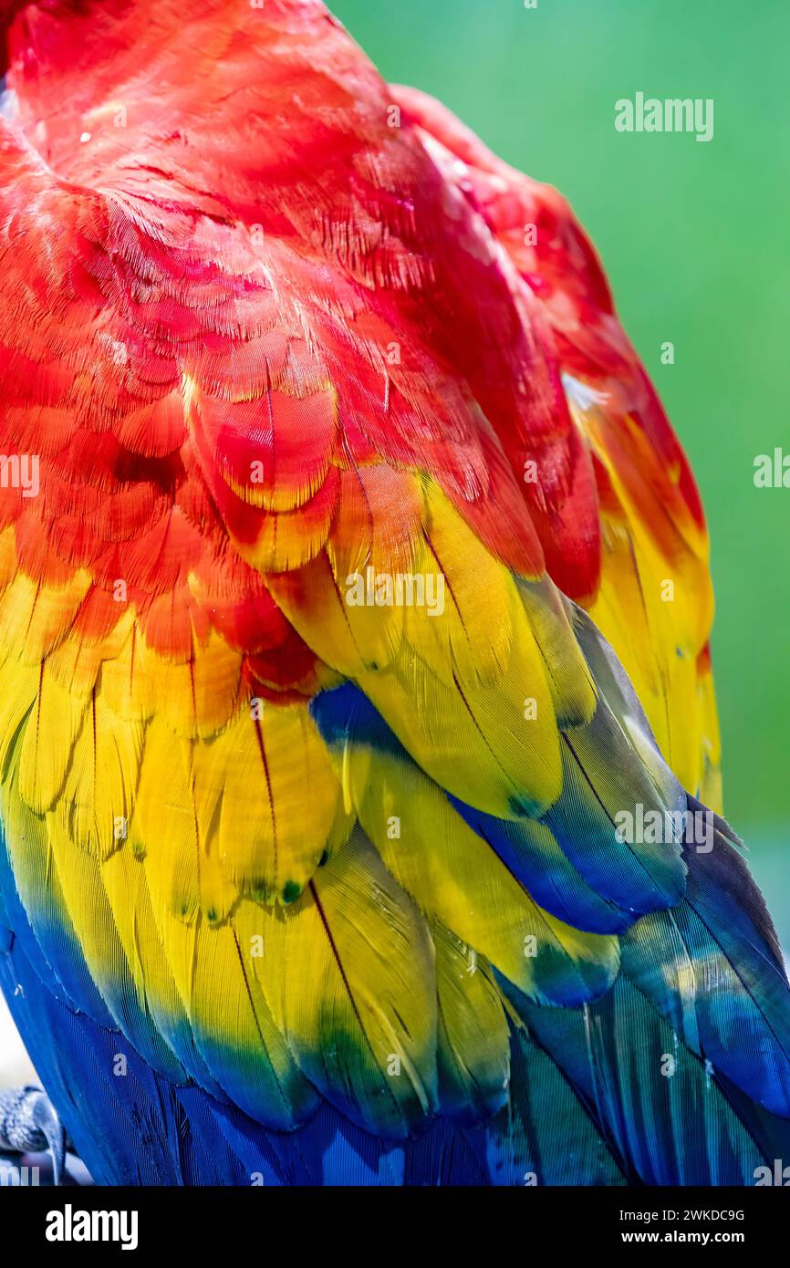 Neotropical forests hi-res stock photography and images - Alamy